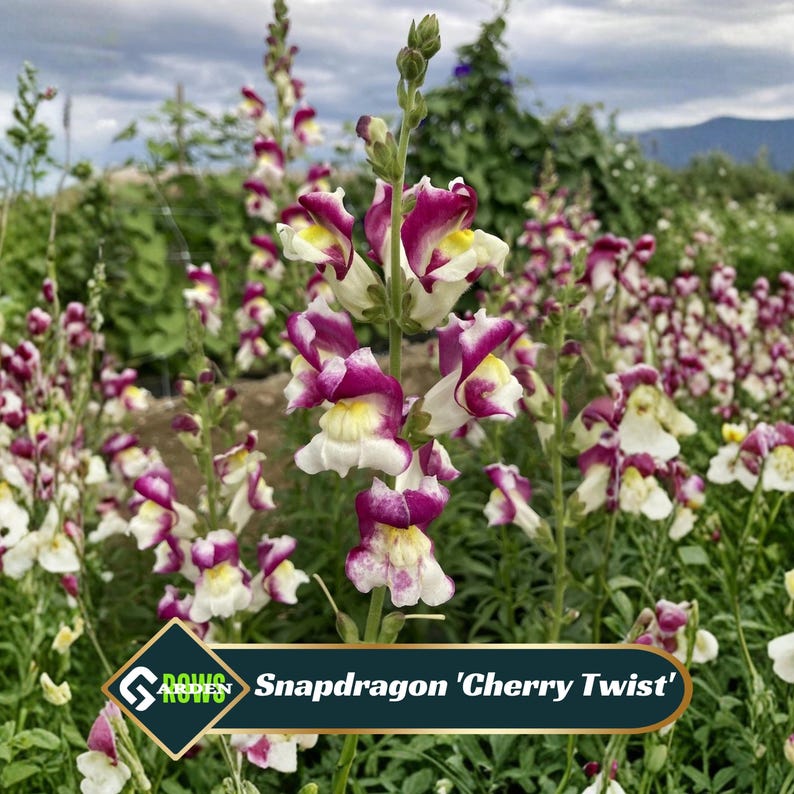 Snapdragon 'cherry Twist' Seeds - Cold Resistant - Attracts Pollinators ...