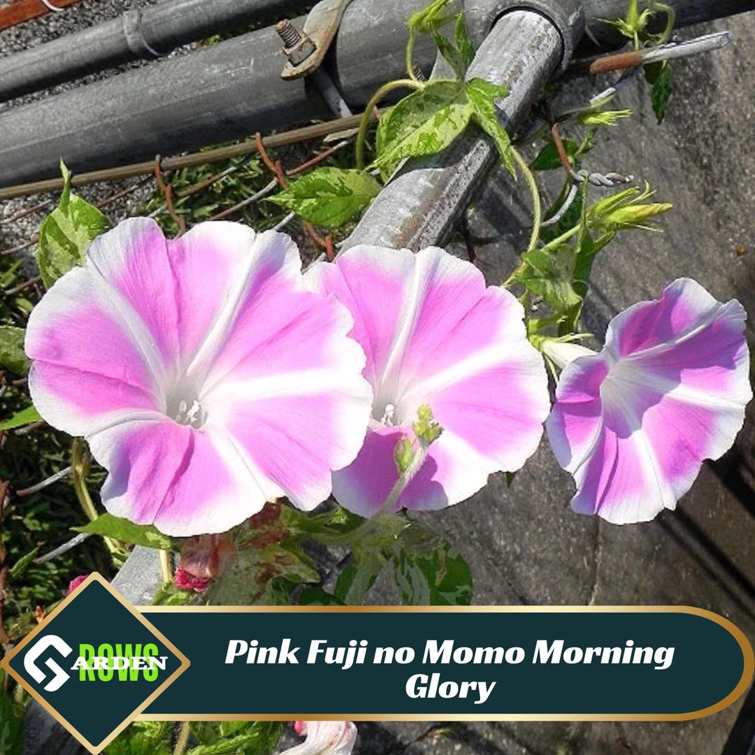 Pink Fuji No Momo Morning Glory - Perennial - Open-pollinating ...