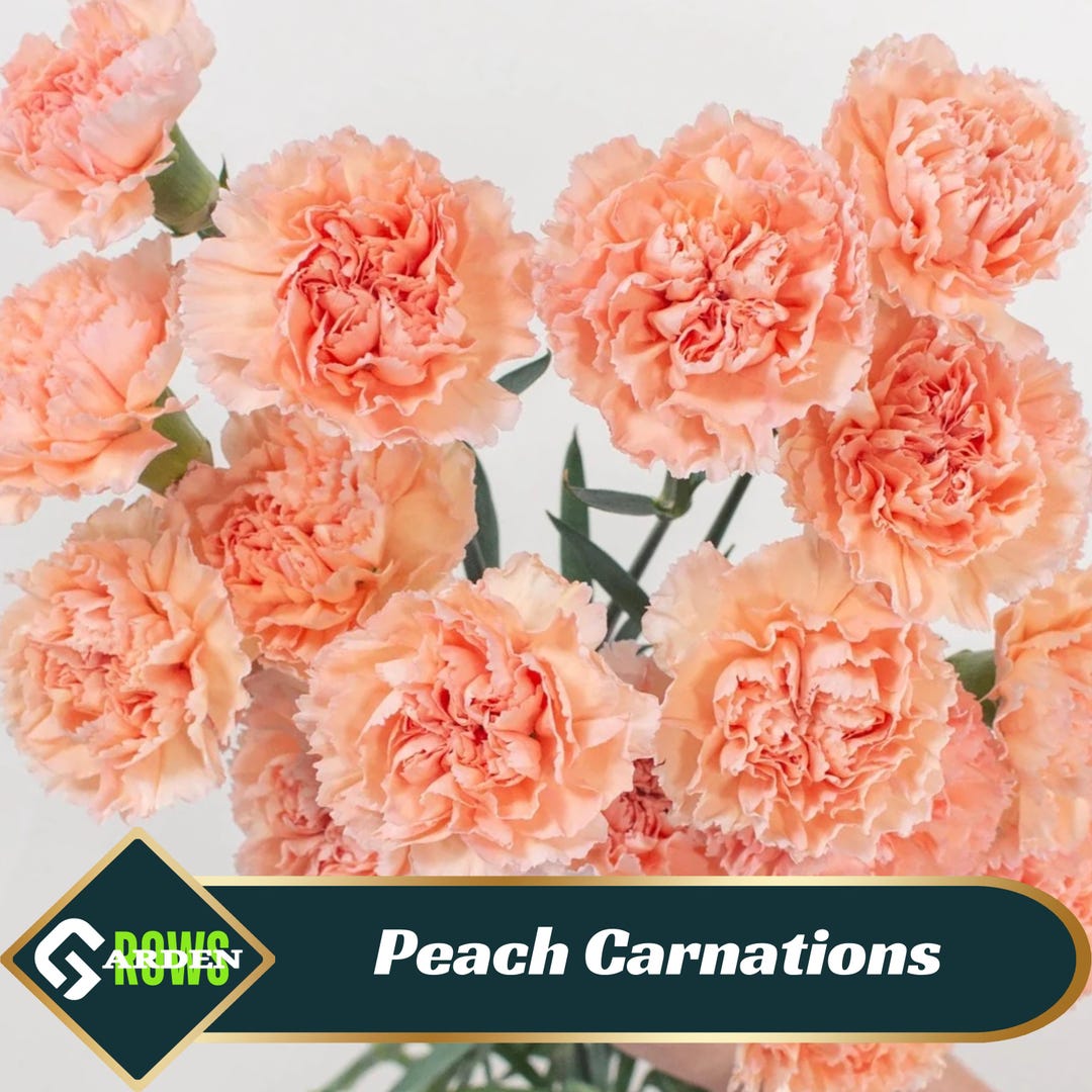 Peach Carnations Seeds - Dianthus Seeds - Open-pollinated - Organic ...