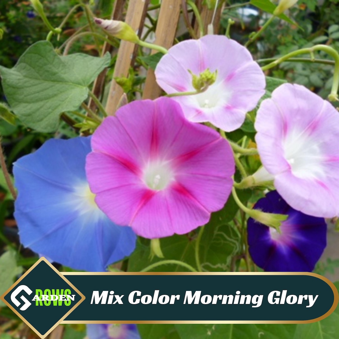 Mix Color Morning Glory Seeds- Perennial - Open-pollinating -climbing ...