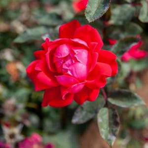 Cherry Red Double Knockout Rose Seeds - Perennial - Cross-pollinating ...