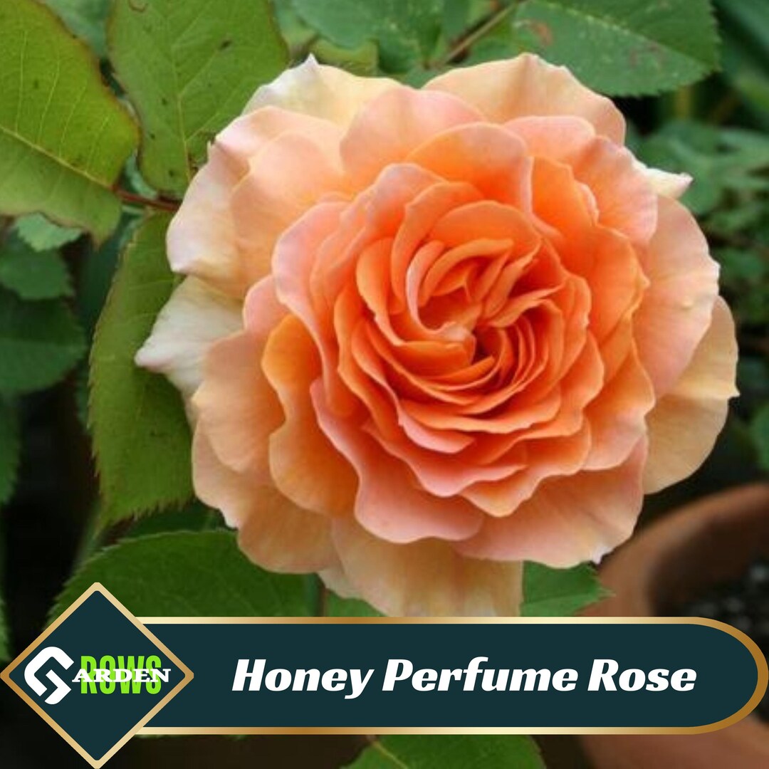 Honey Perfume Rose Seeds- Perennial - Cross-pollinating - Cold ...
