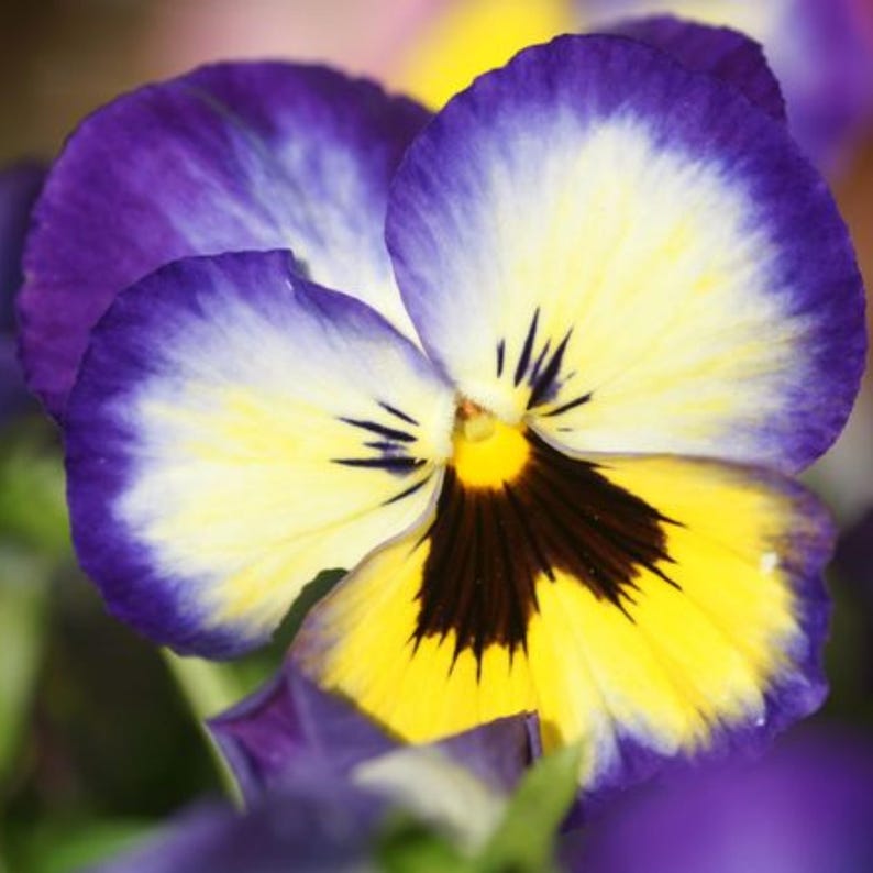 Penny Primrose Picotee Viola Seeds - Cold Resistant - Self-pollinating ...