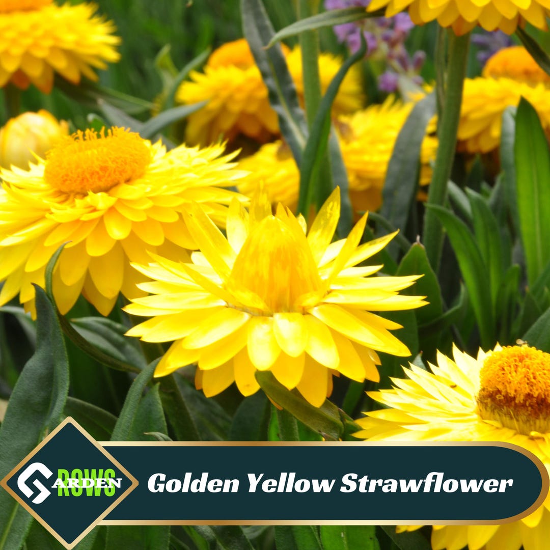 Golden Yellow Strawflower - Drought Resistant - Open-pollinating - Fast ...