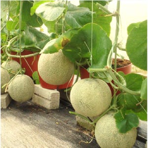 Cantaloupe Melon - Annual - Edible - Fast Growing - Cross-pollinating ...