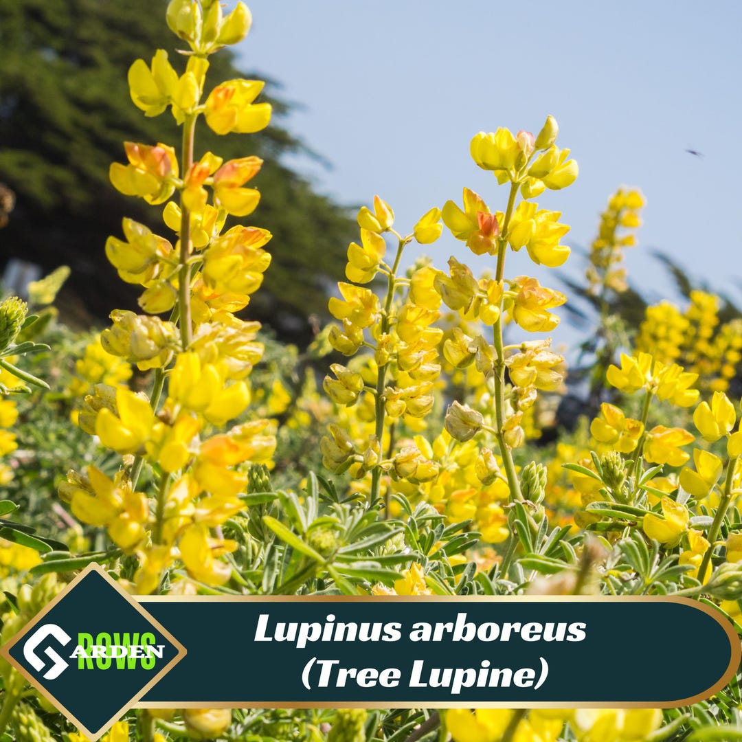 Lupinus Arboreus (tree Lupine) Seeds - Fast Growing, Drought Tolerant ...