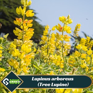 Lupinus Arboreus (tree Lupine) Seeds - Fast Growing, Drought Tolerant ...