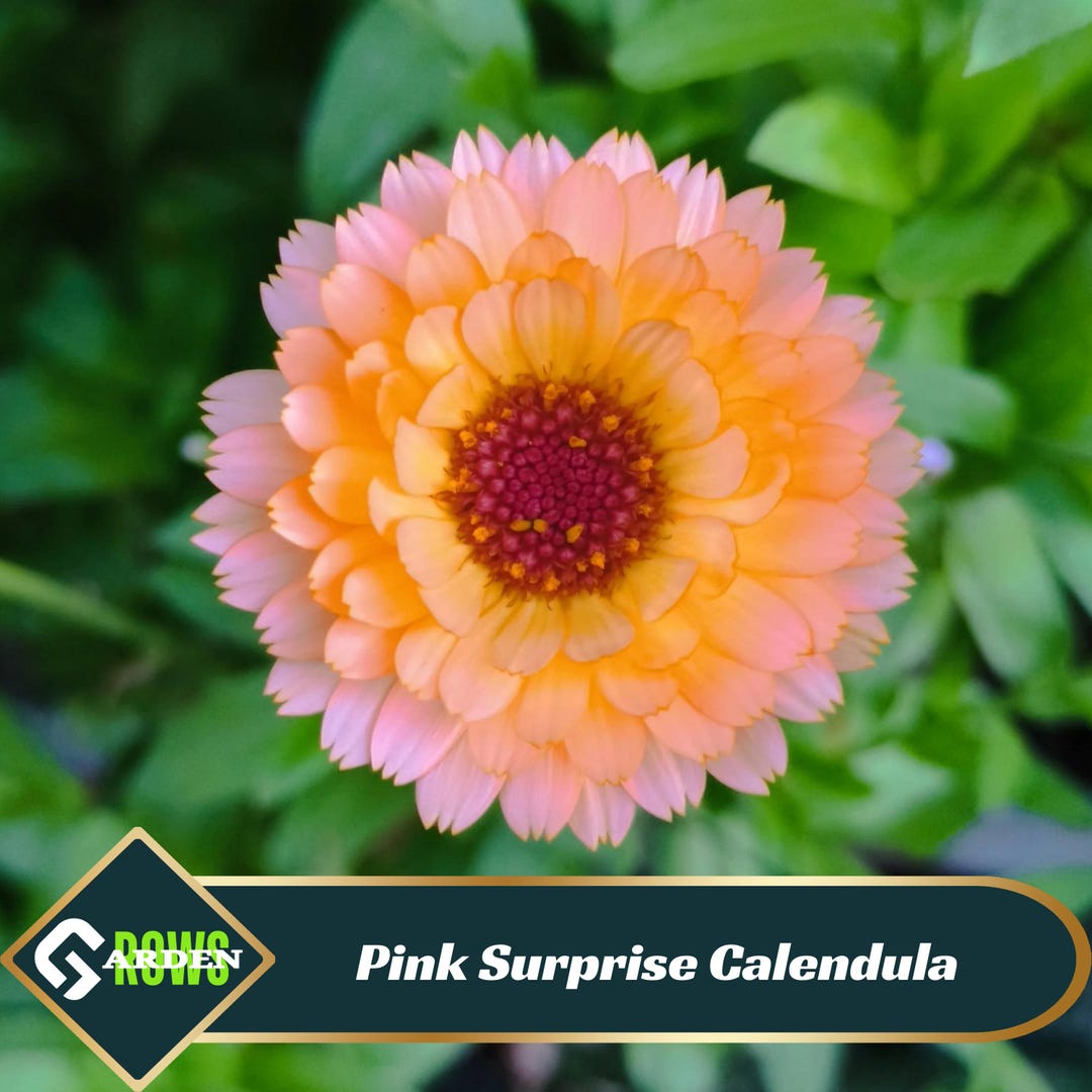 Pink Surprise Calendula Seeds - Cold Resistant - Open-pollinating -fast ...