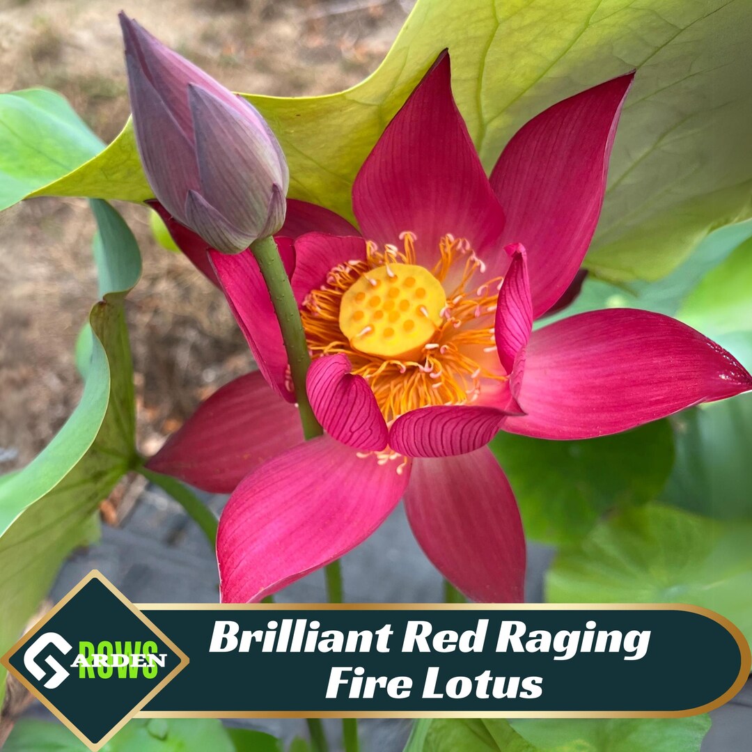 5 Rare Seeds| Brilliant Red Raging Fire Lotus Seeds - Indian Lotus ...