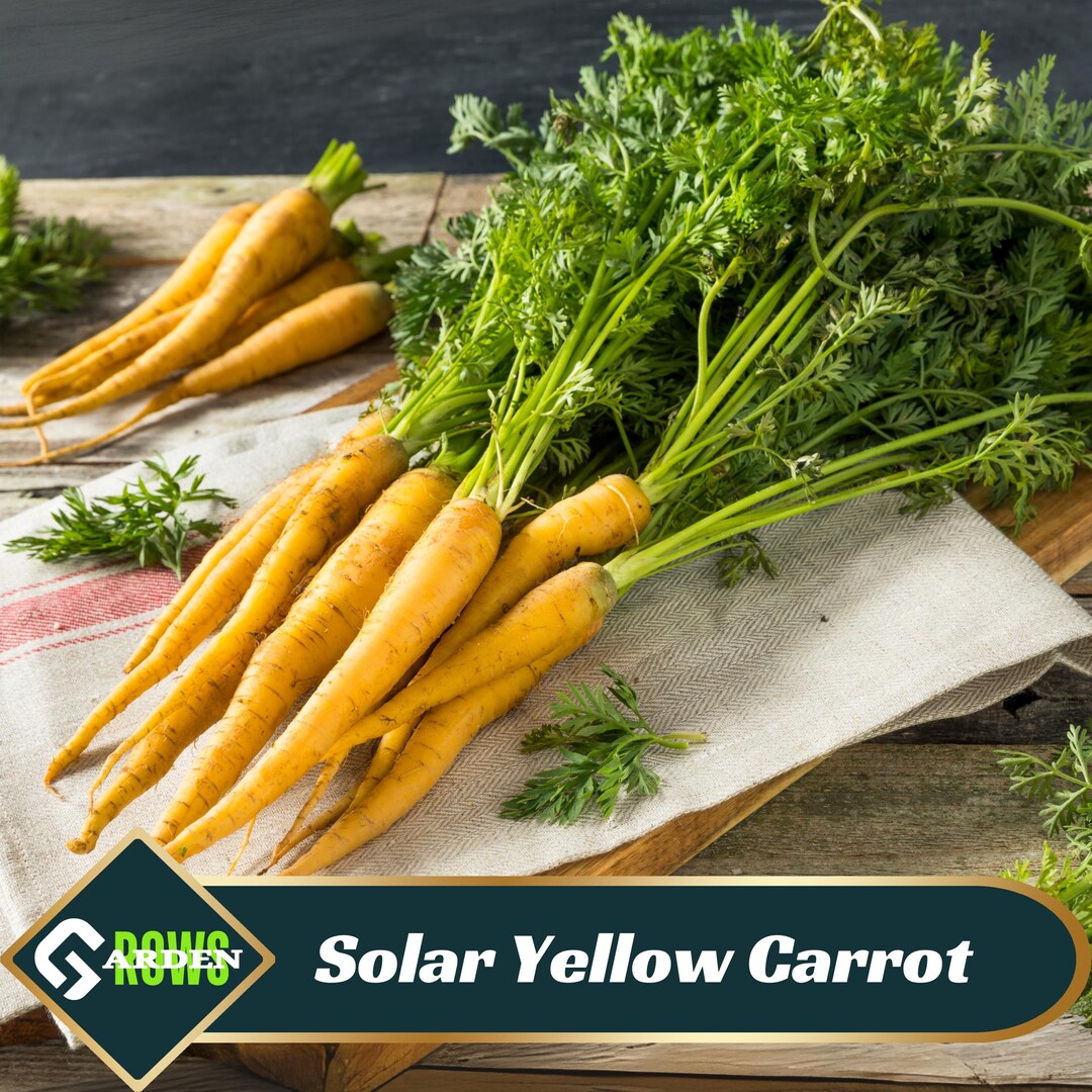 Solar Yellow Carrot - Biennial - Edible, Fast Growing, High Yield ...