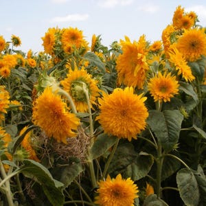 Goldy Double Sunflower Seeds - Bi-colored Petals -attracts Pollinators ...