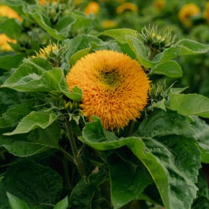 Goldy Double Sunflower Seeds - Bi-colored Petals -attracts Pollinators ...