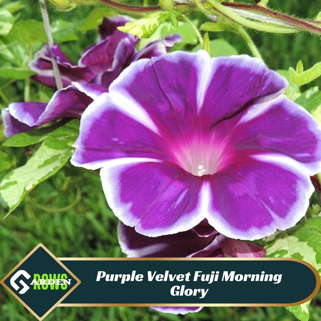 Purple Velvet Fuji Morning Glory Seeds - Perennial -open-pollinating ...