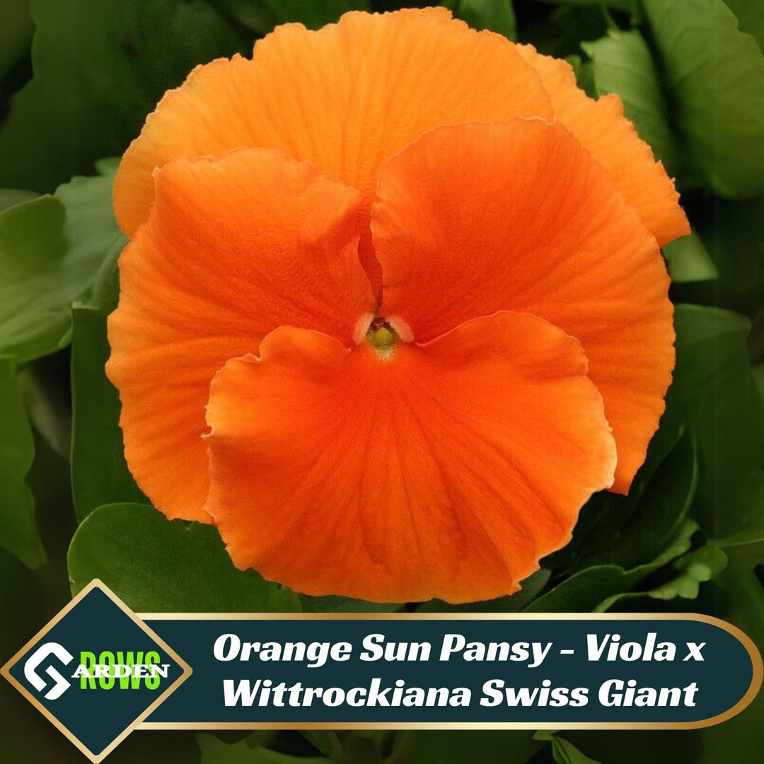 Orange Sun Pansy - Viola X Wittrockiana Swiss Giant Seeds - Self-open ...