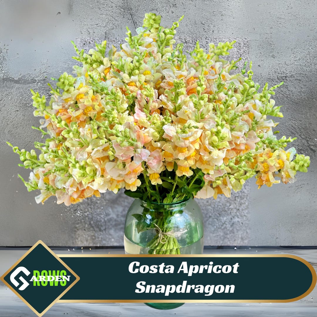 Costa Apricot Snapdragon Seeds - Cold Resistant - Attracts Pollinators ...