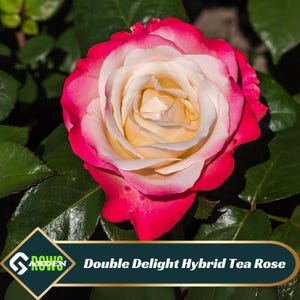 Double Delight Hybrid Tea Rose Seeds - Perennial - Cross-pollinating ...