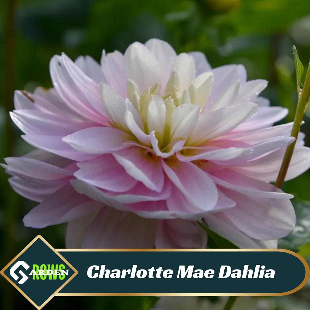 Charlotte Mae Dahlia Seeds - Perennial -fast Growing - Open-pollinating ...