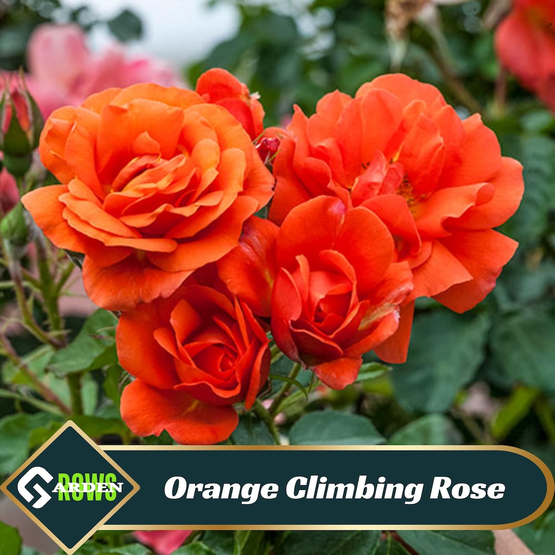 Orange Climbing Rose Seeds - Perennial - Cross-pollinating - Cold ...