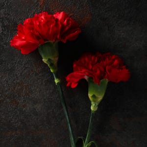 Burgundy Carnations - Dianthus Seeds - Open-pollinated - Organic ...