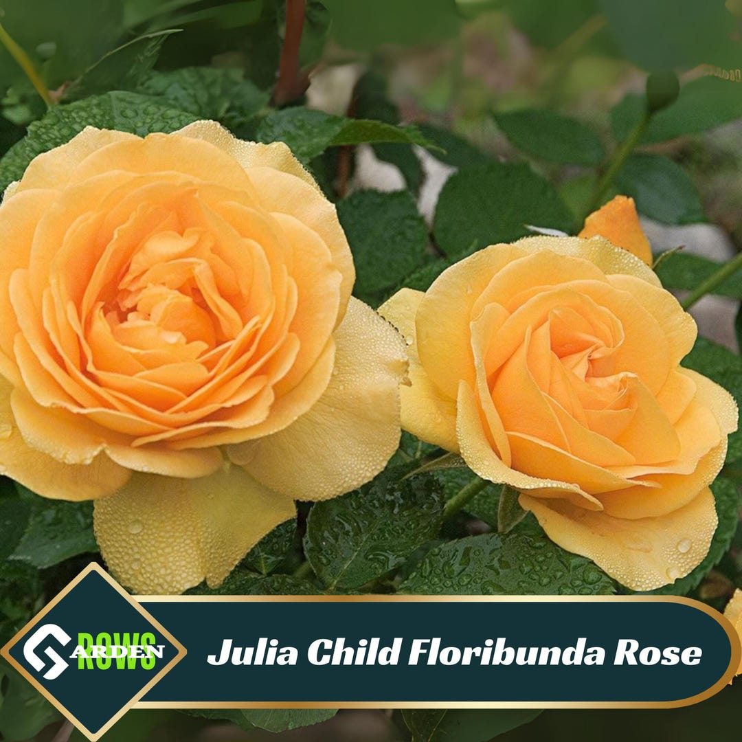 Julia Child Floribunda Rose - Perennial - Cross-pollinating - Cold ...
