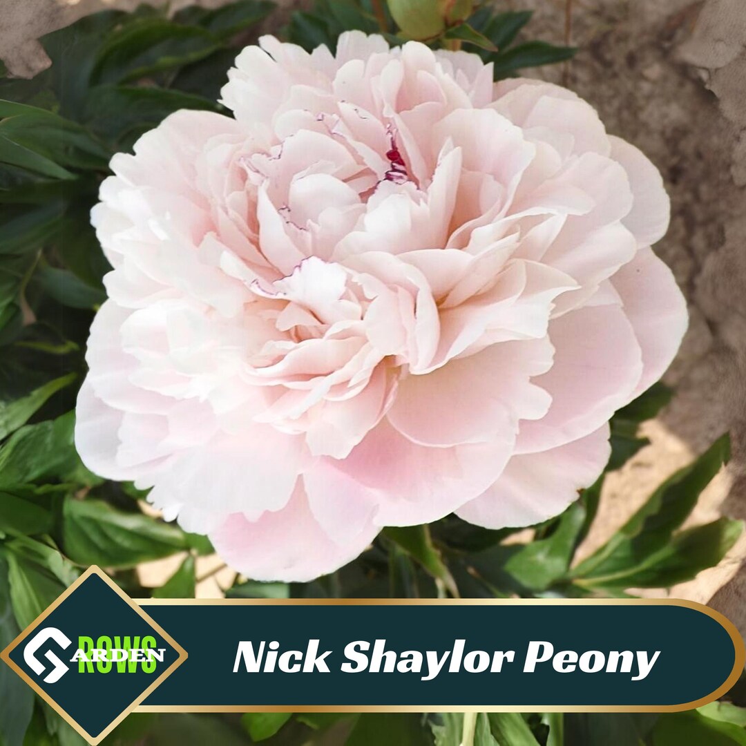Nick Shaylor Peony Seeds - Showy Blooms, Fragrant, Long-lived, Attracts ...
