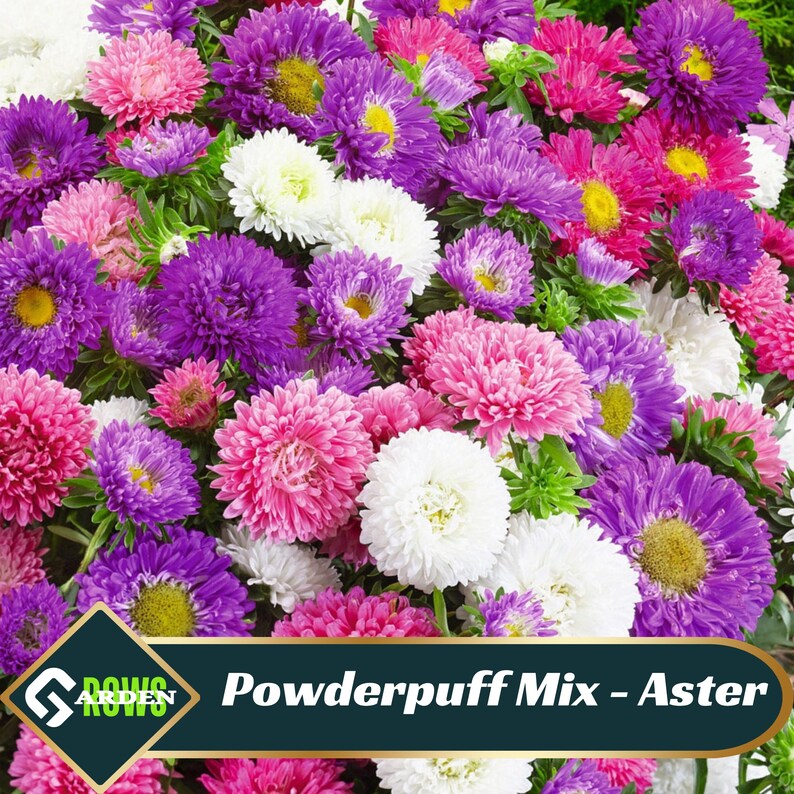 Powderpuff Mix - Aster Seeds - Showy Blooms - Soft Yellow Flowers ...