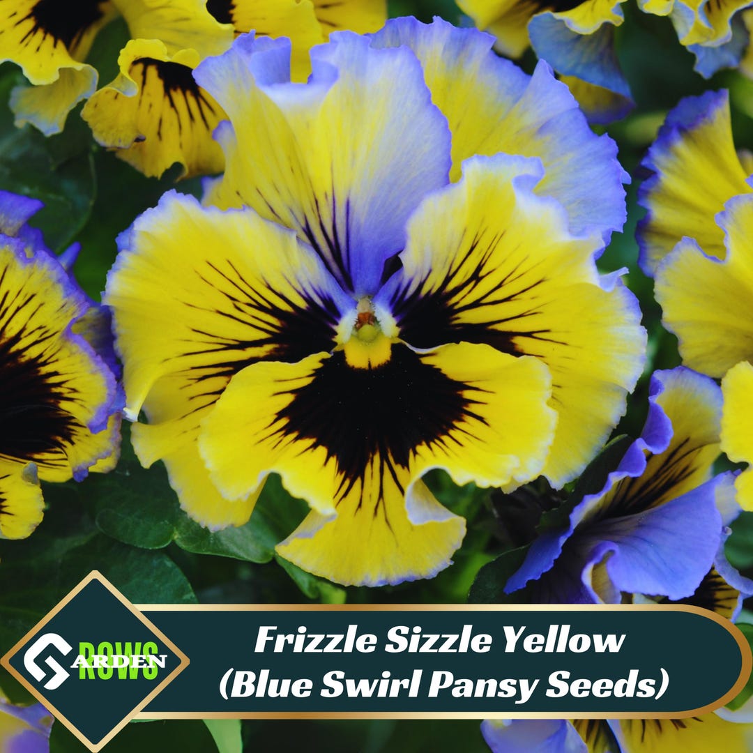Frizzle Sizzle Yellow (blue Swirl Pansy) Seeds - Cold Resistant - Self ...