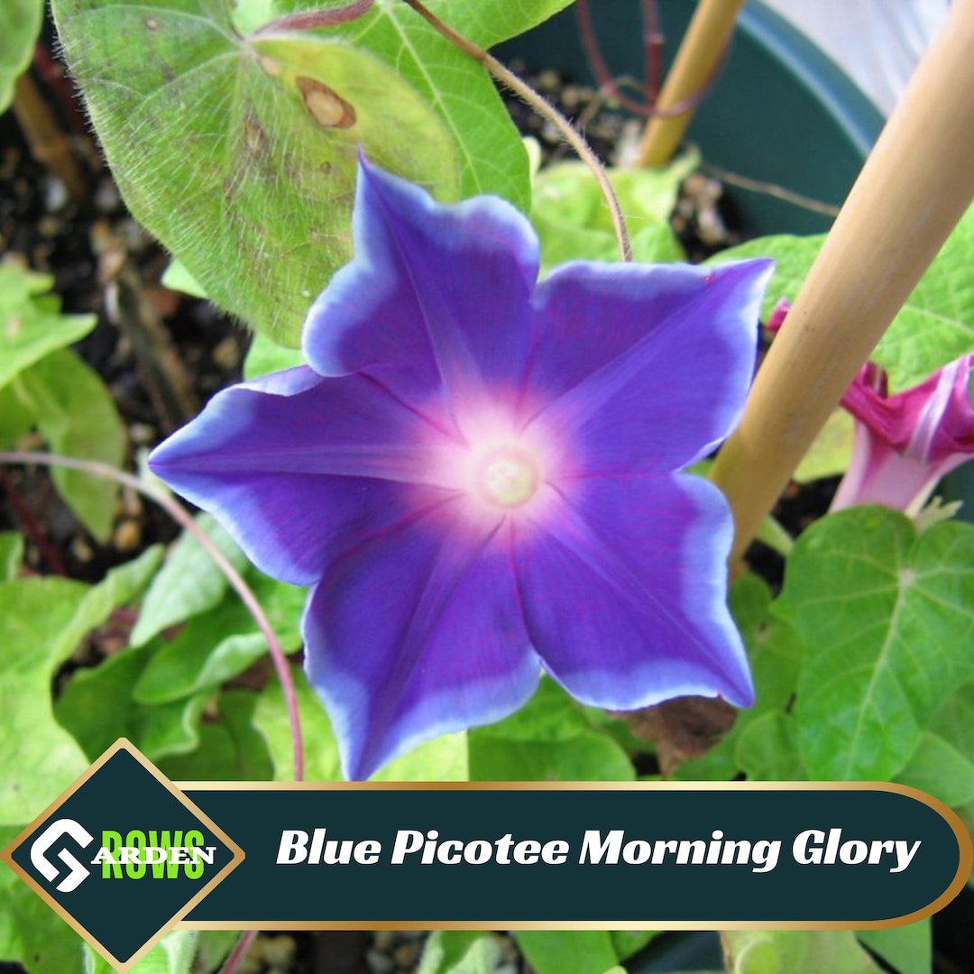 Blue Picotee Morning Glory - Perennial - Open-pollinating -climbing ...