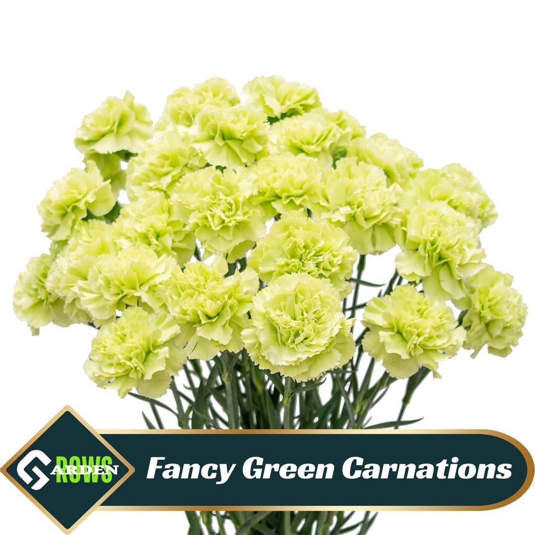 Fancy Green Carnations - Dianthus Seeds - Open-pollinated - Organic ...