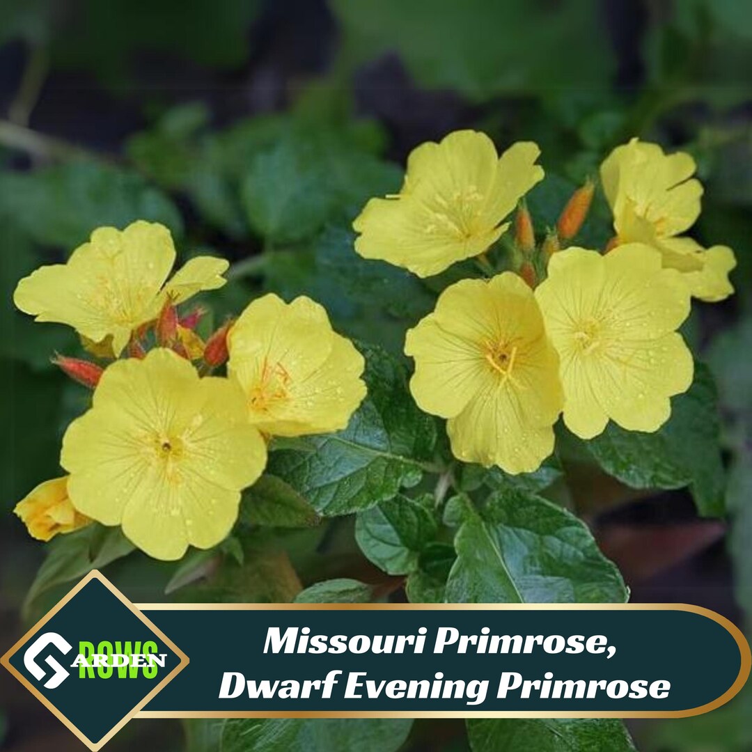 Missouri Primrose, Dwarf Evening Primrose Seeds -showy Blooms -fragrant ...