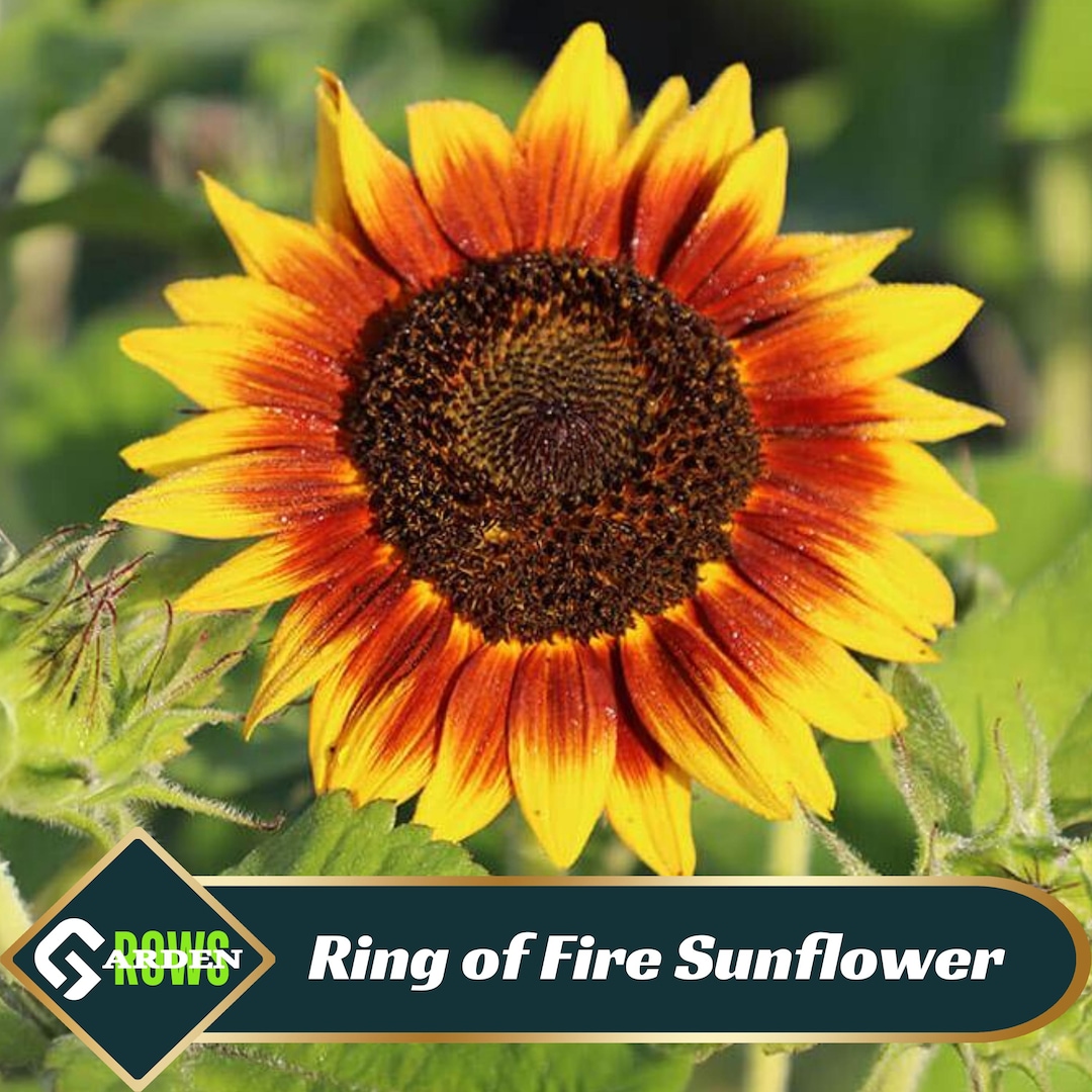 Ring of Fire Sunflower Seeds - Bi-colored Petals - Attracts Pollinators ...