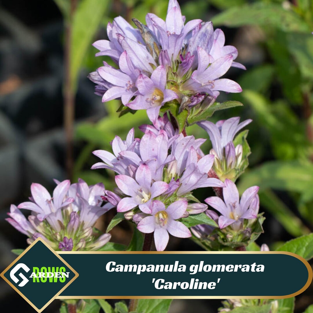 Campanula Glomerata 'caroline' Seeds - Blooming Season - Attracts ...