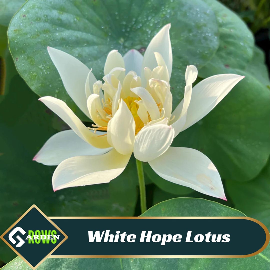 5+ Rare Seeds| Hope Lotus Dwarf Size Lotus Seeds - Indian Lotus ...