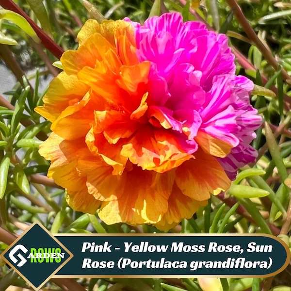 Sun Rose - Etsy