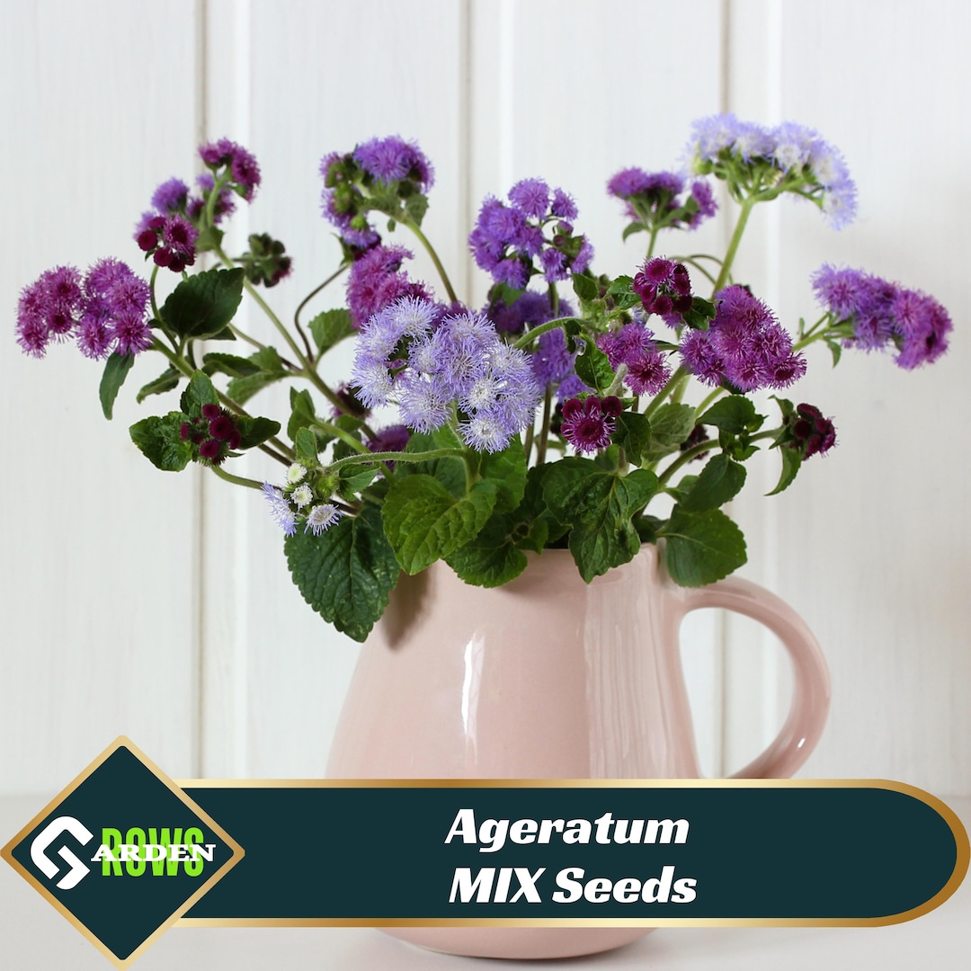 Ageratum MIX Seeds - Potted - Fast Growing -attracts Pollinators - Open ...