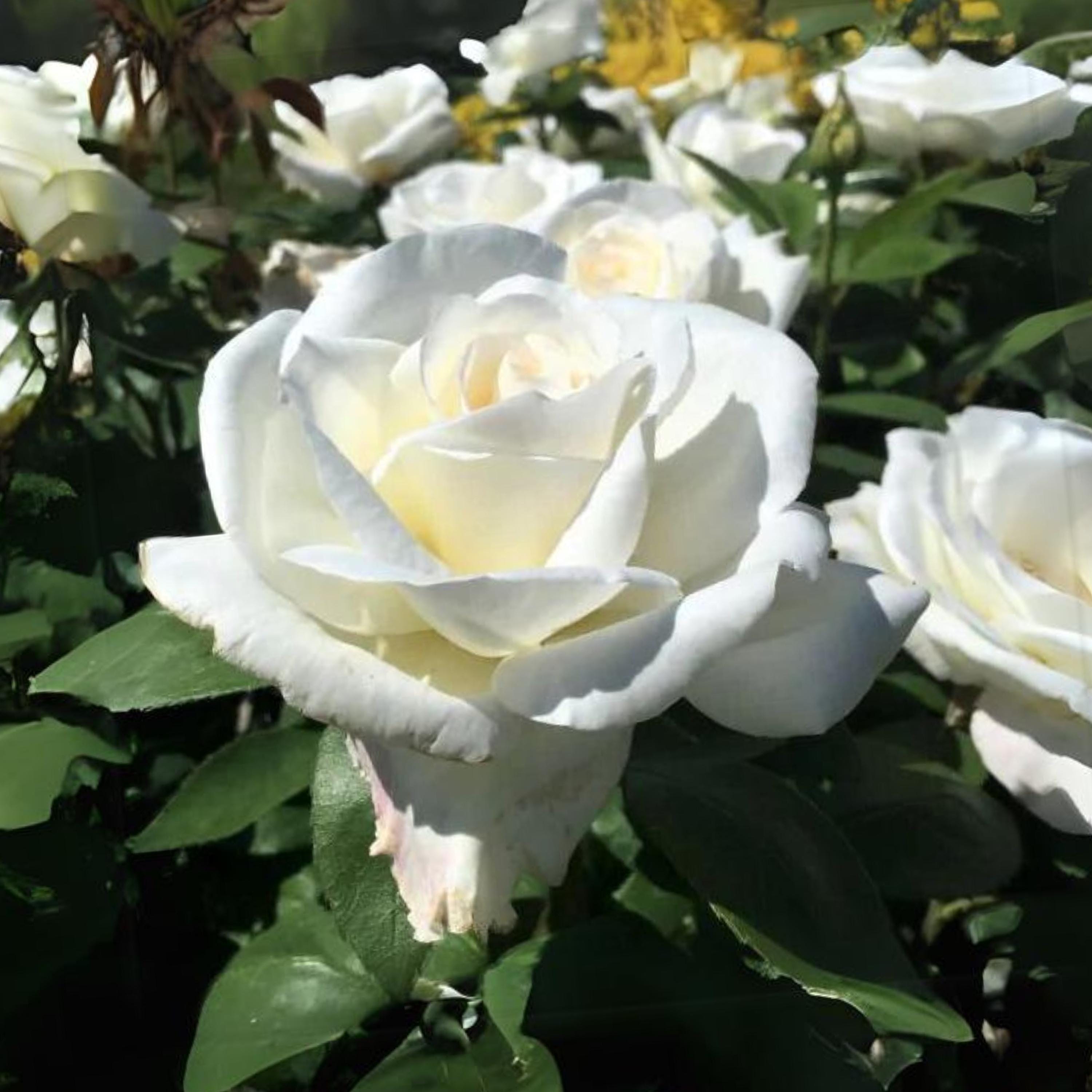 White Sugar Moon Hybrid Rose Seeds - Perennial, Non-gmo - Etsy