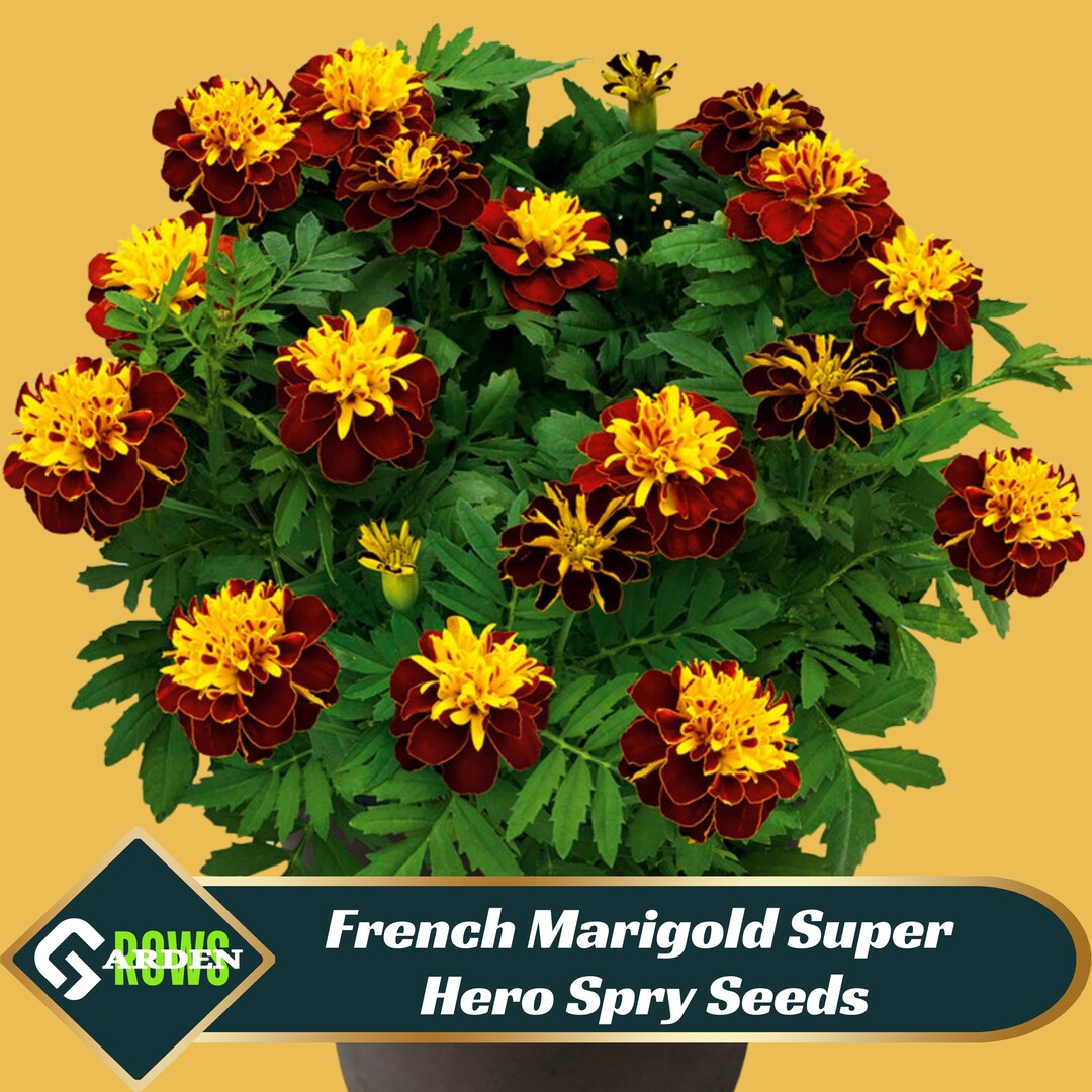 French Marigold Super Hero Spry Seeds - Open-pollinating -potted -draft ...