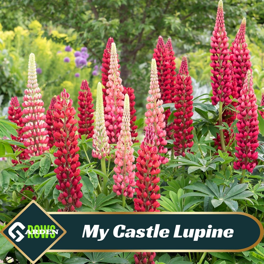 My Castle Lupine Seeds - Showy Blooms - Attracts Pollinators - Fragrant ...