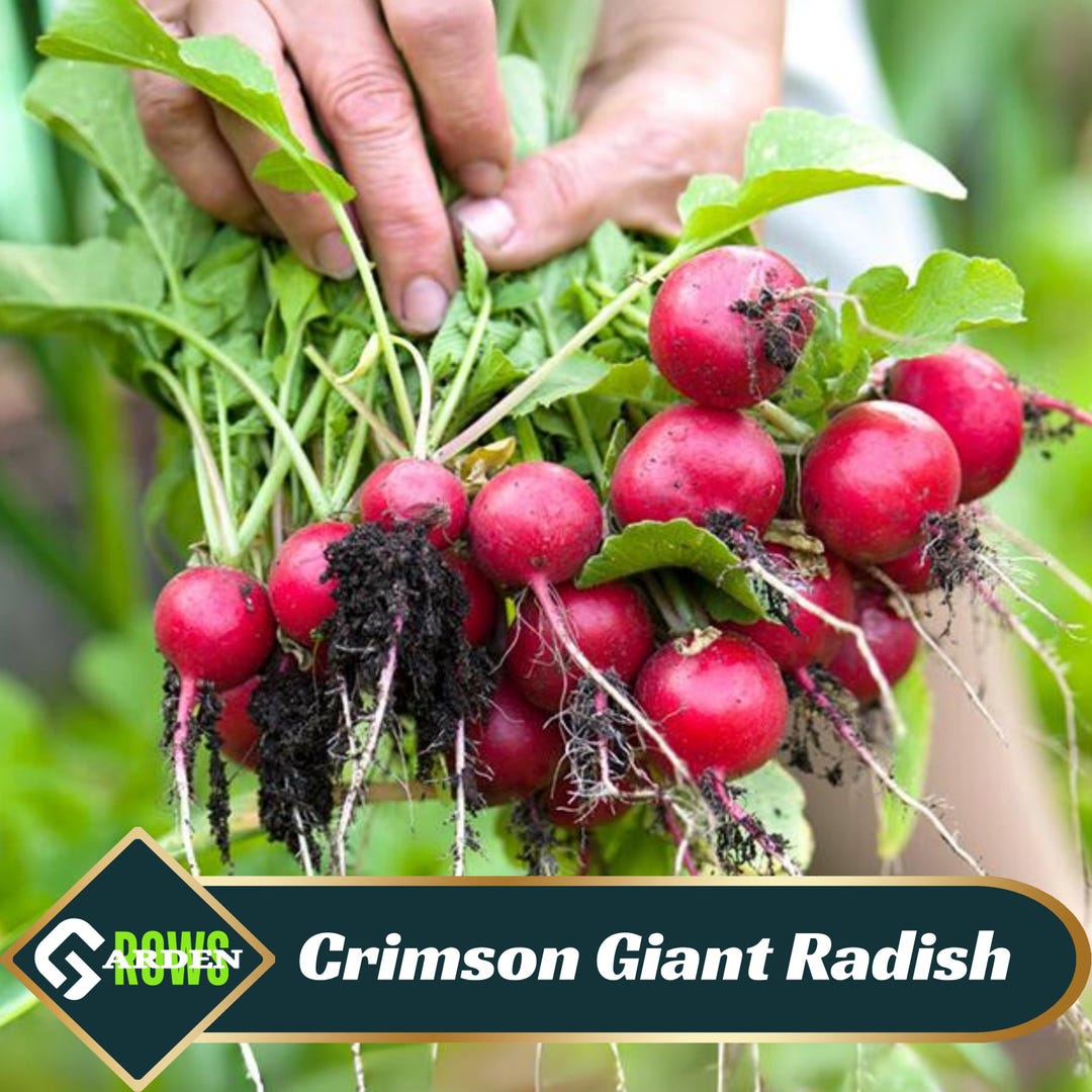 Crimson Giant Radish Seeds- Annual - Edible - Fast Growing - Cold ...