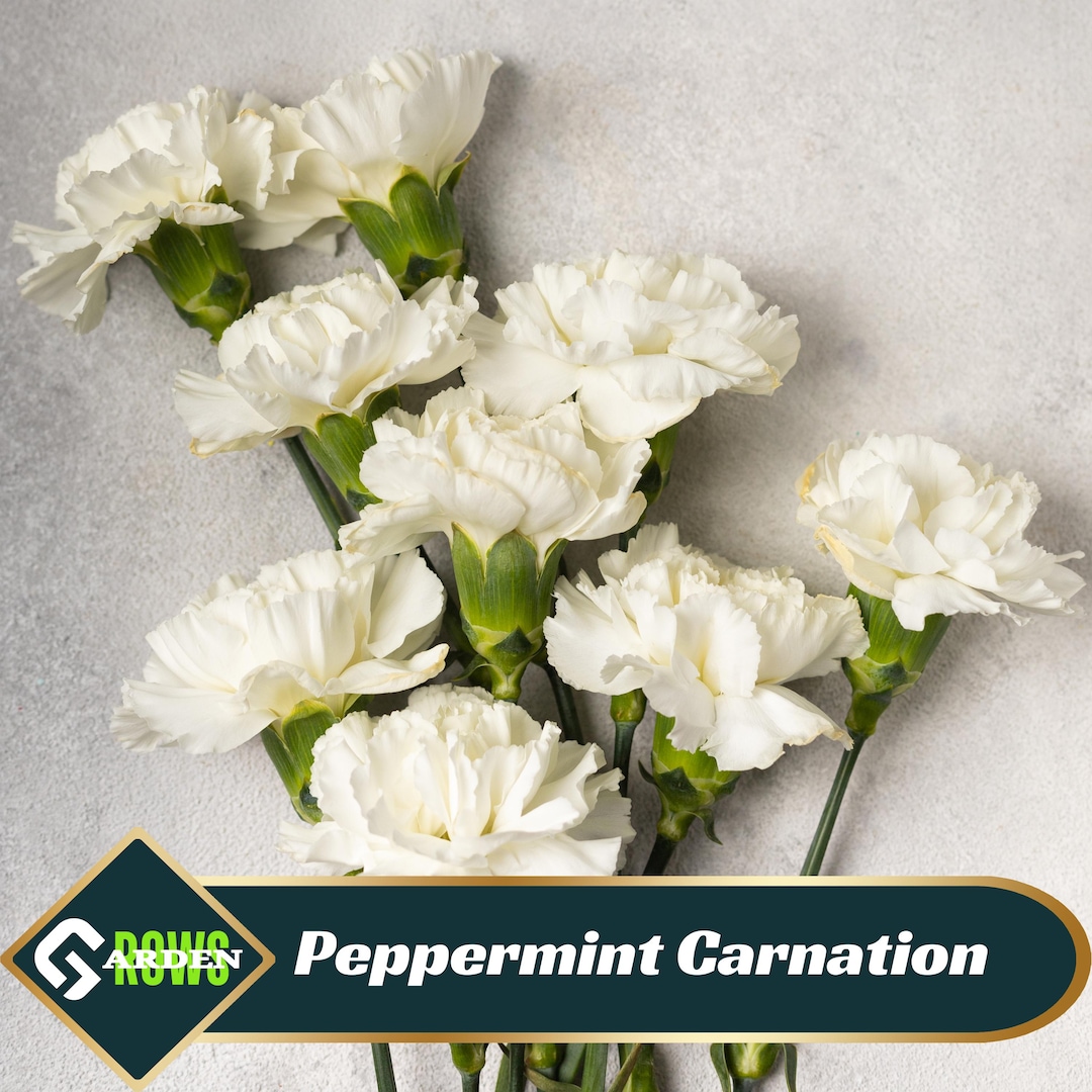 Red Peppermint Carnation Flower - Dianthus Seeds - Open-pollinated ...
