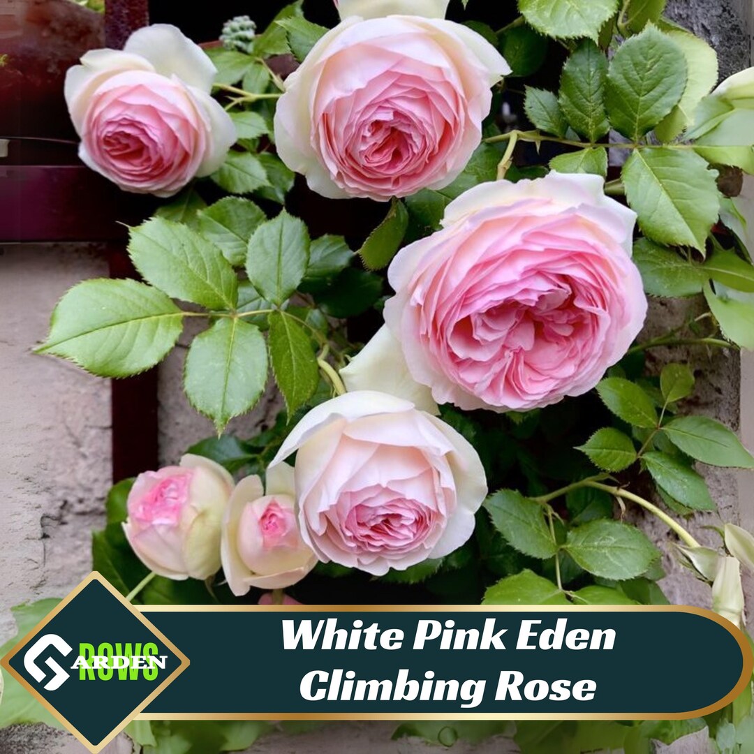 White Pink Eden Climbing Rose Seeds- Perennial - Cross-pollinating ...