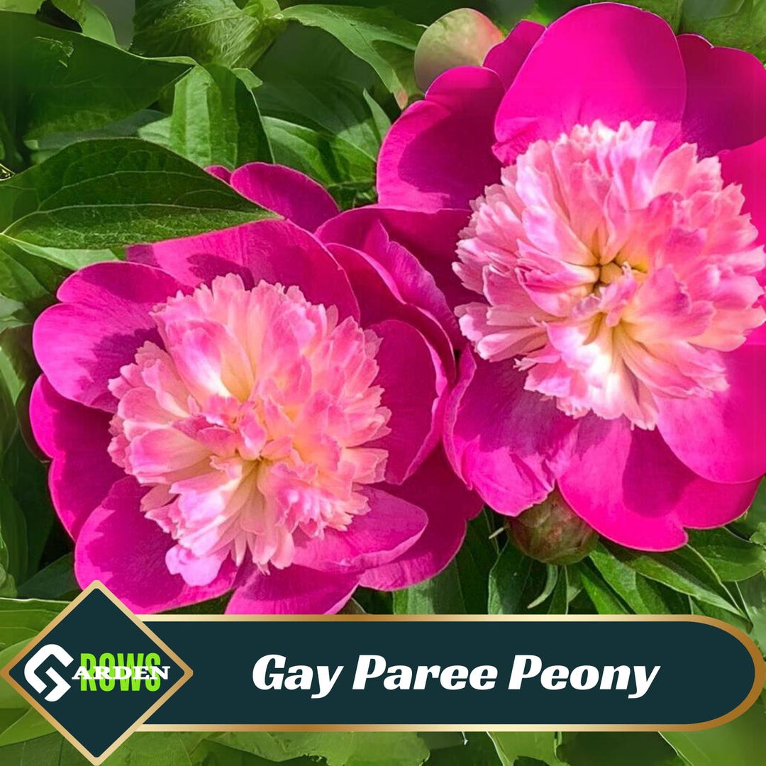 Gay Paree Peony Seeds - Showy Blooms, Fragrant, Long-lived, Attracts ...