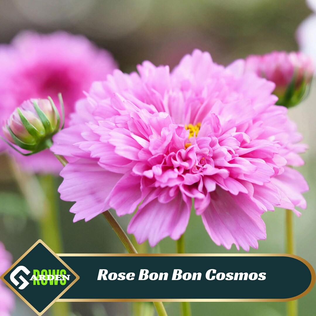 Rose Bon Bon Cosmos Fast Growing Open-pollinating Drought Resistant ...