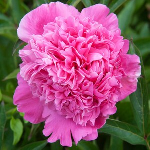 Edulis Superba Peony Seeds - Showy Blooms, Fragrant, Long-lived ...