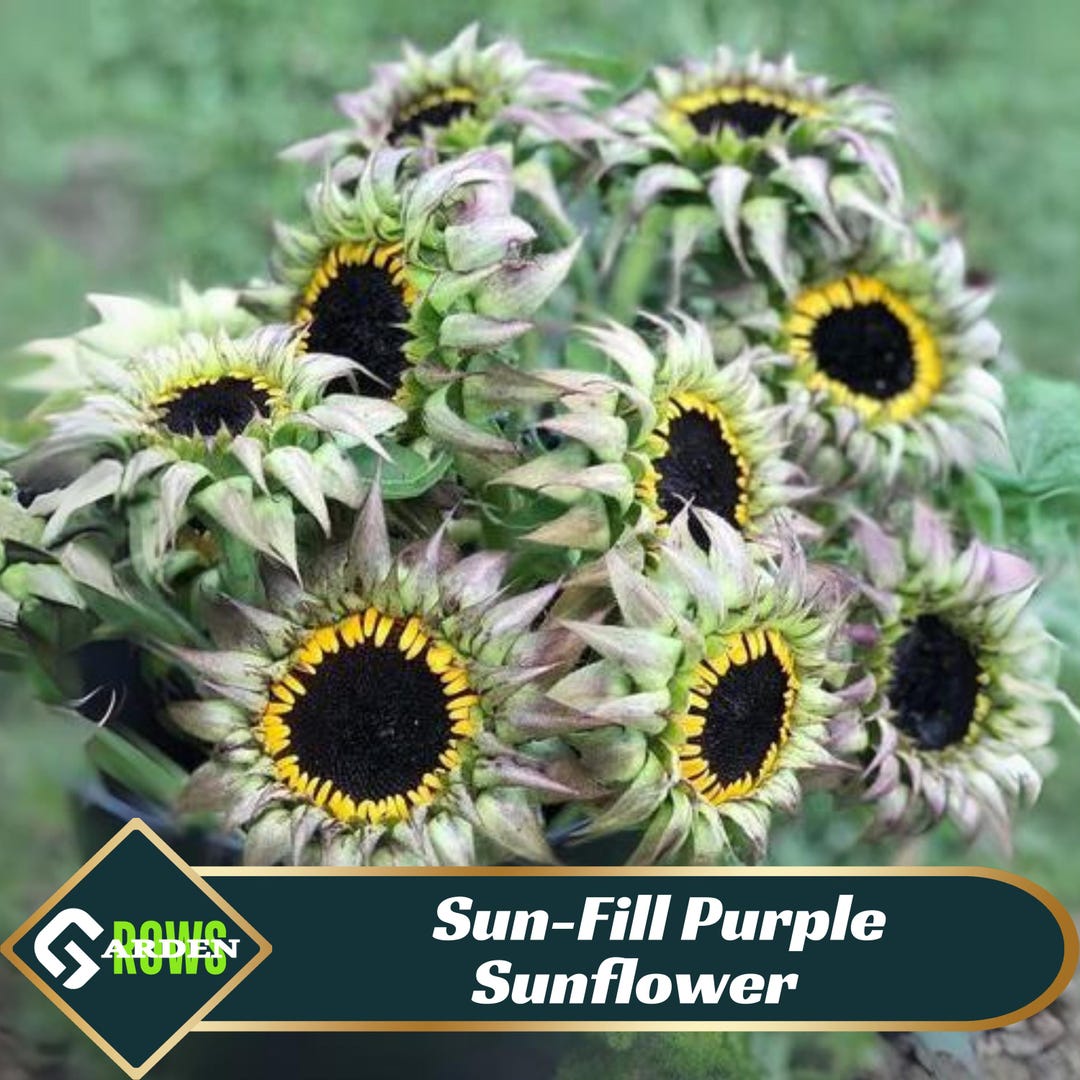 Sun-fill Purple Sunflower Seeds - Fast Growing - Attracts Pollinators ...