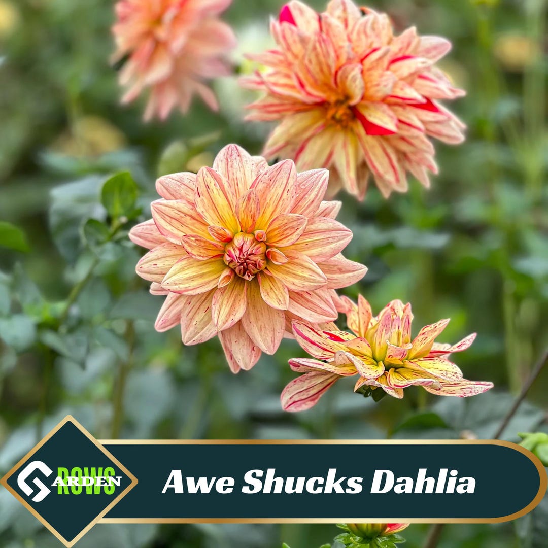 Awe Shucks Dahlia Seeds - Perennial -fast Growing - Open-pollinating ...