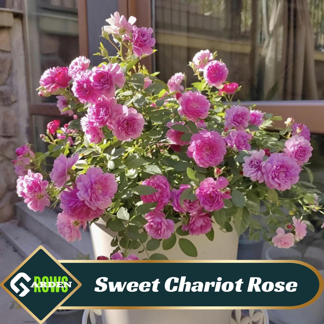 Sweet Chariot Rose Seeds - Perennial - Cross-pollinating - Cold Resistant - Deciduous - Potted ...