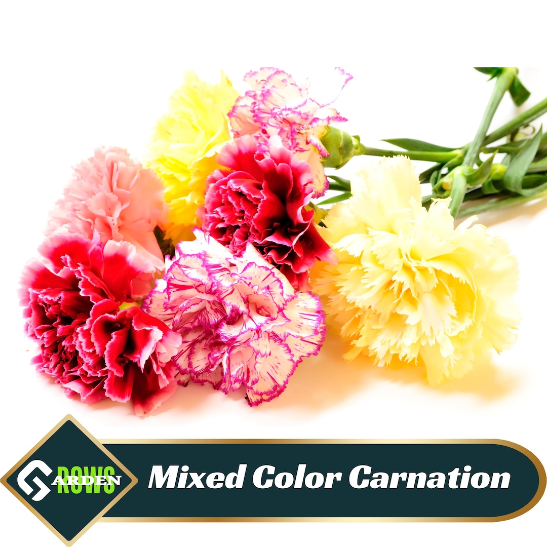 Mixed Color Carnations- Dianthus Seeds - Open-pollinated - Organic ...