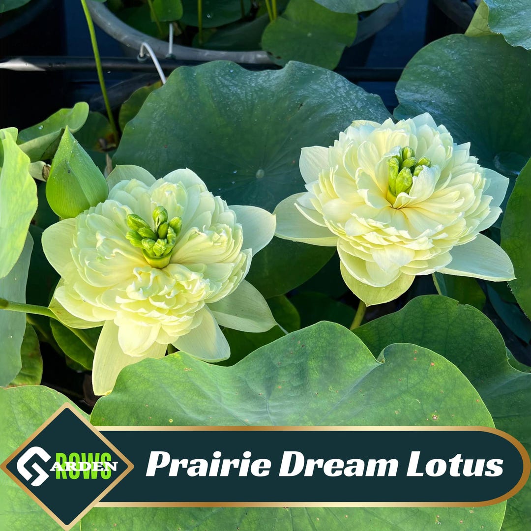 5+ Rare Seeds| Prairie Dream Lotus Seeds - Indian Lotus (nelumbo ...