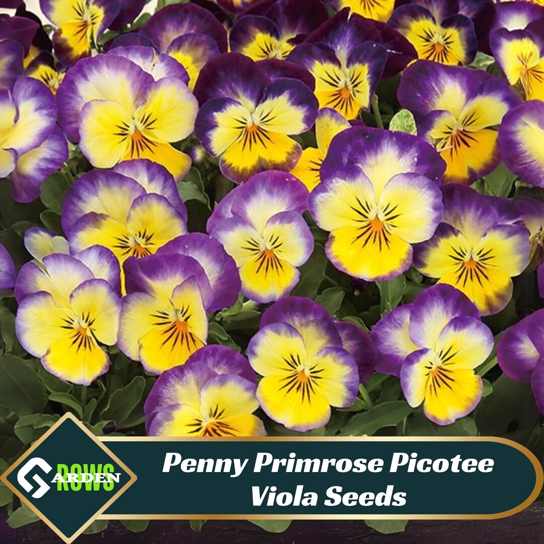Penny Primrose Picotee Viola Seeds - Cold Resistant - Self-pollinating ...